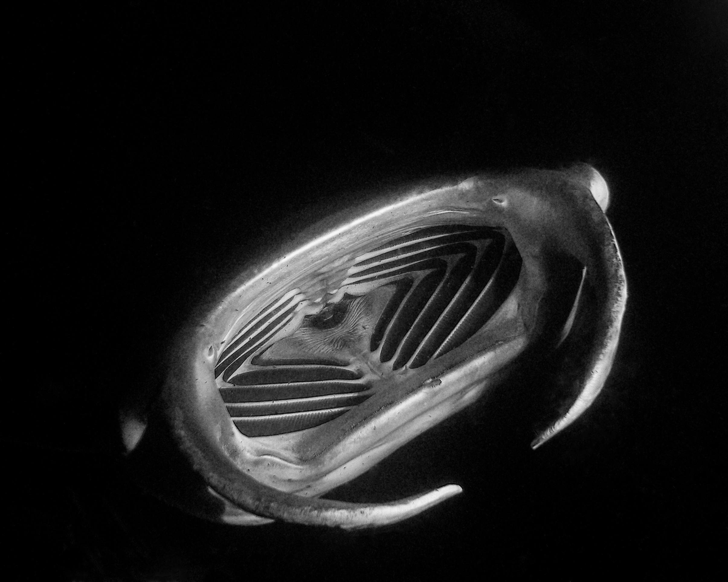 A Manta Ray Feeding On Plankton at Night in the Big Island of Hawaii ...